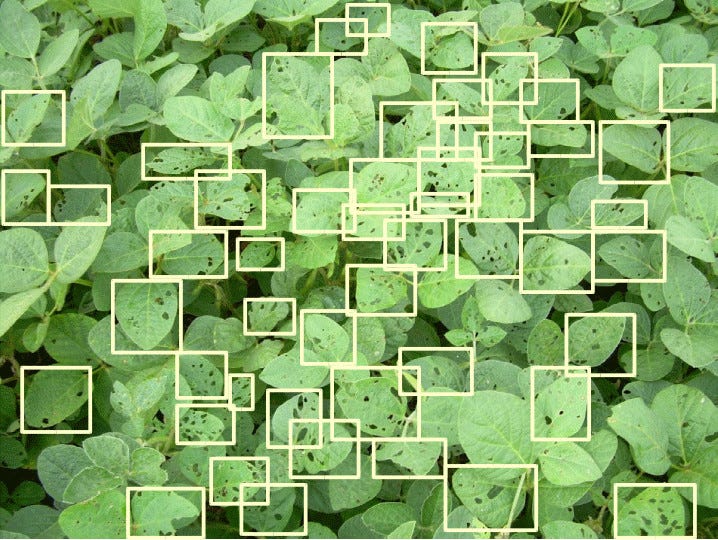 Revolutionizing Agriculture: The Power of Computer Vision | Pipeless