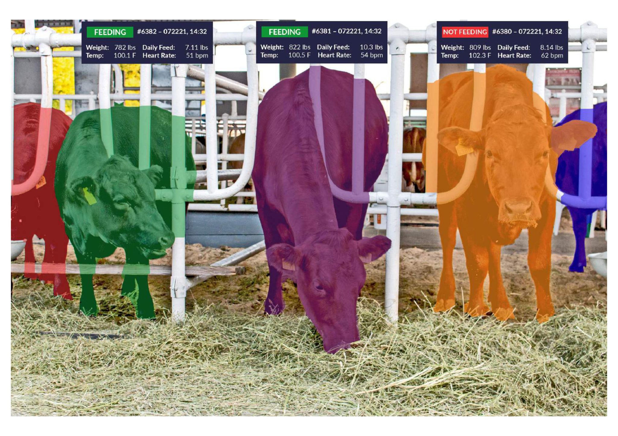 Revolutionizing Cattle Raising The Power Of Computer Vision Pipeless